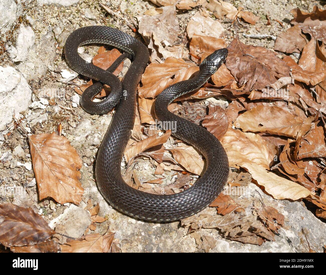 aquatic ringed snake, natrix natrix Stock Photo - Alamy