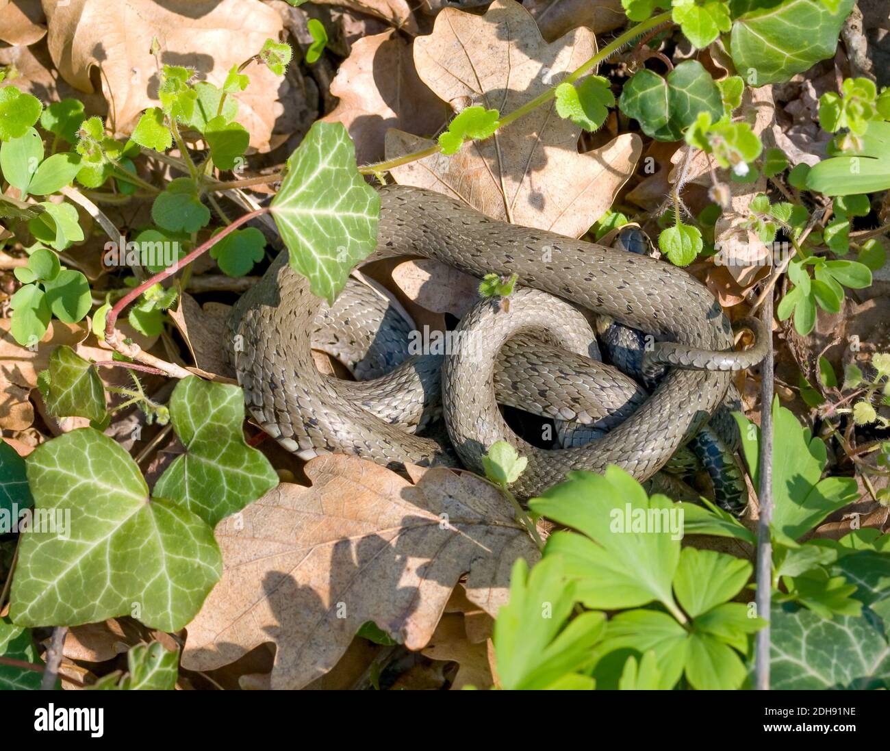 aquatic ringed snake, natrix natrix Stock Photo - Alamy