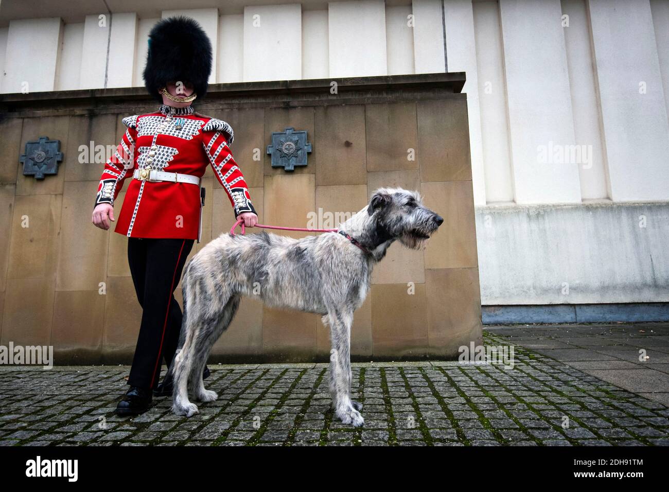 Irish wolfhound turlough mor hi-res stock photography and images - Alamy