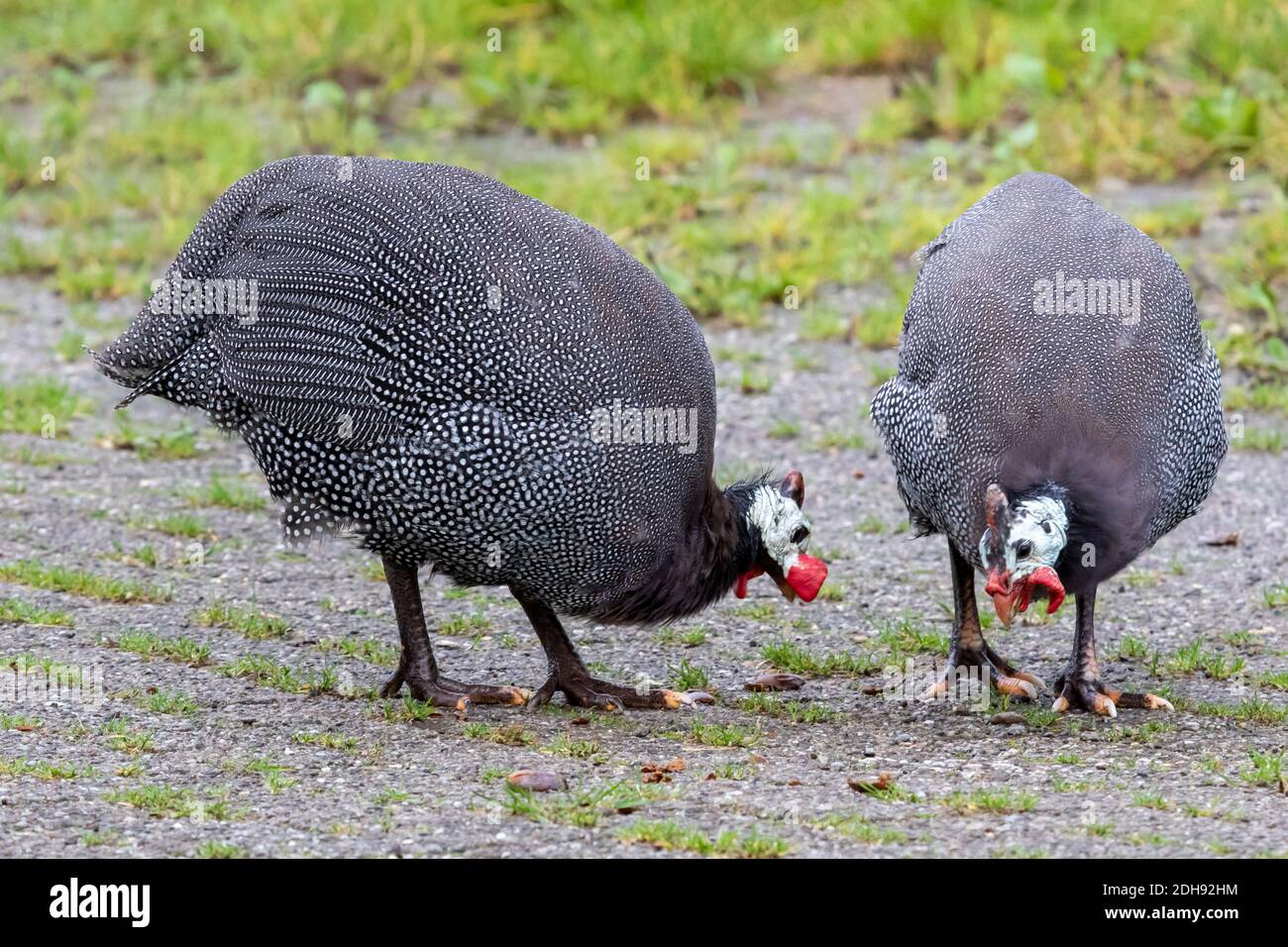 Guinea turkey hi-res stock photography and images - Alamy