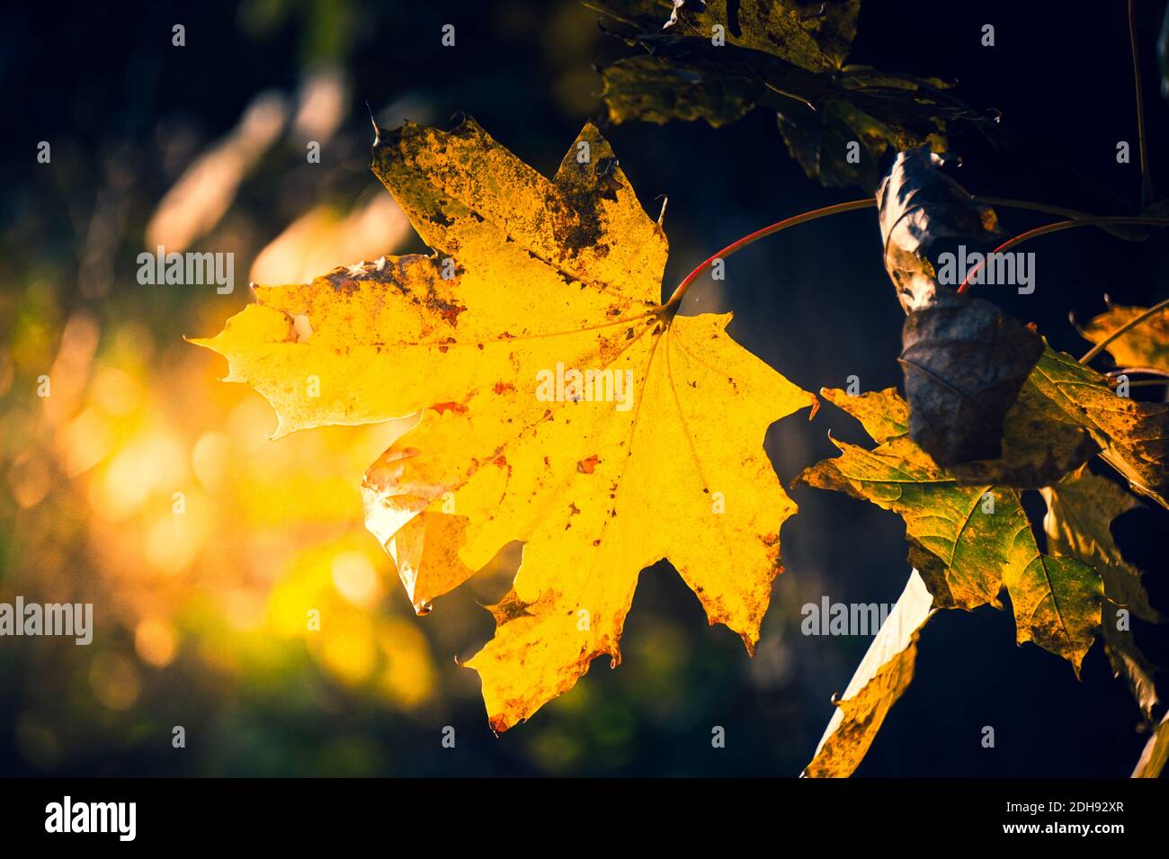 Yellow leaves on a tree - fall foliage Stock Photo - Alamy