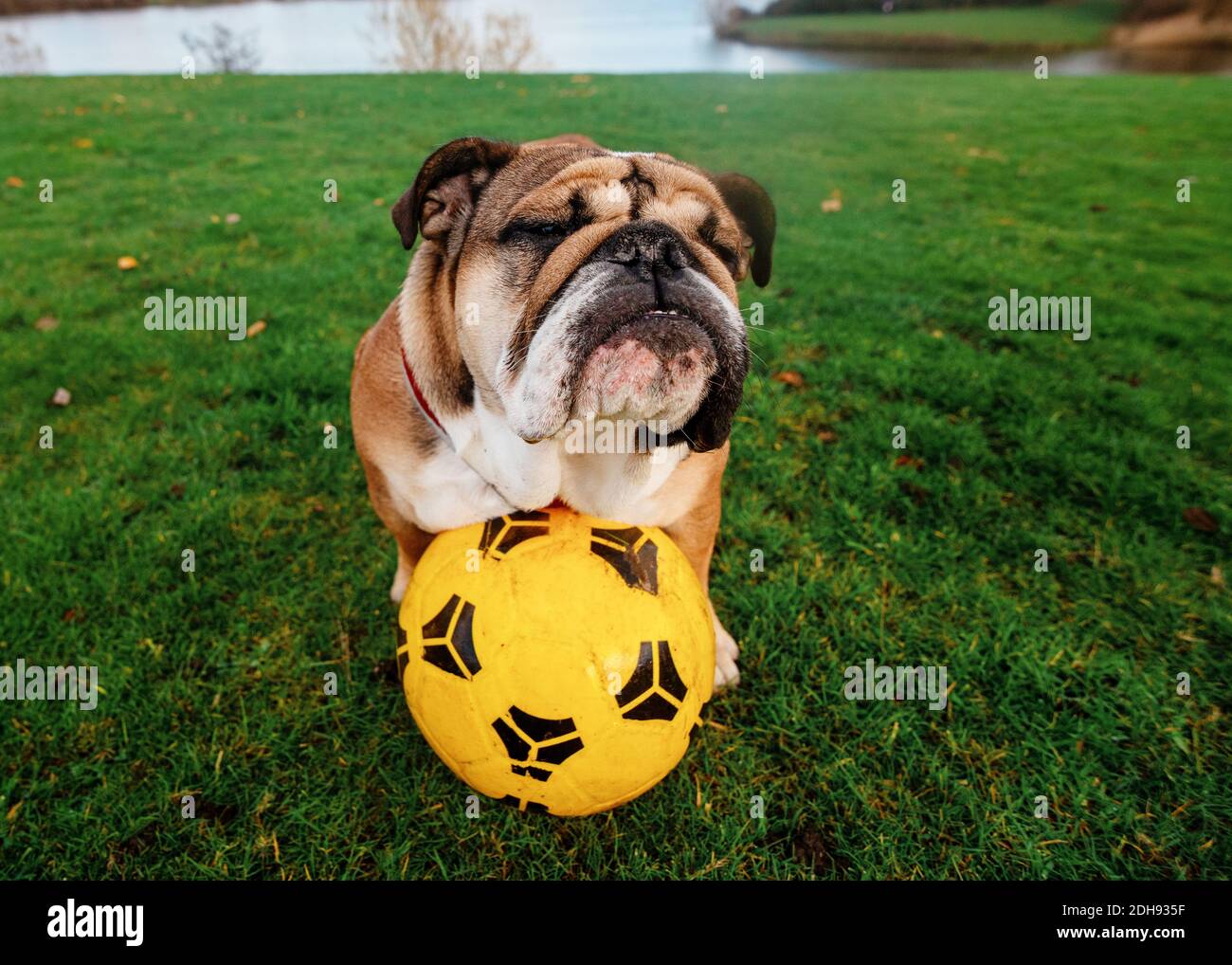 English Bulldog playing football on the green grass Stock Photo - Alamy