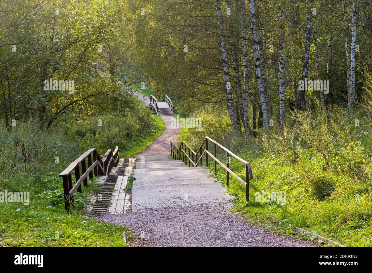 Improved pedestrian path in the forest park Stock Photo - Alamy
