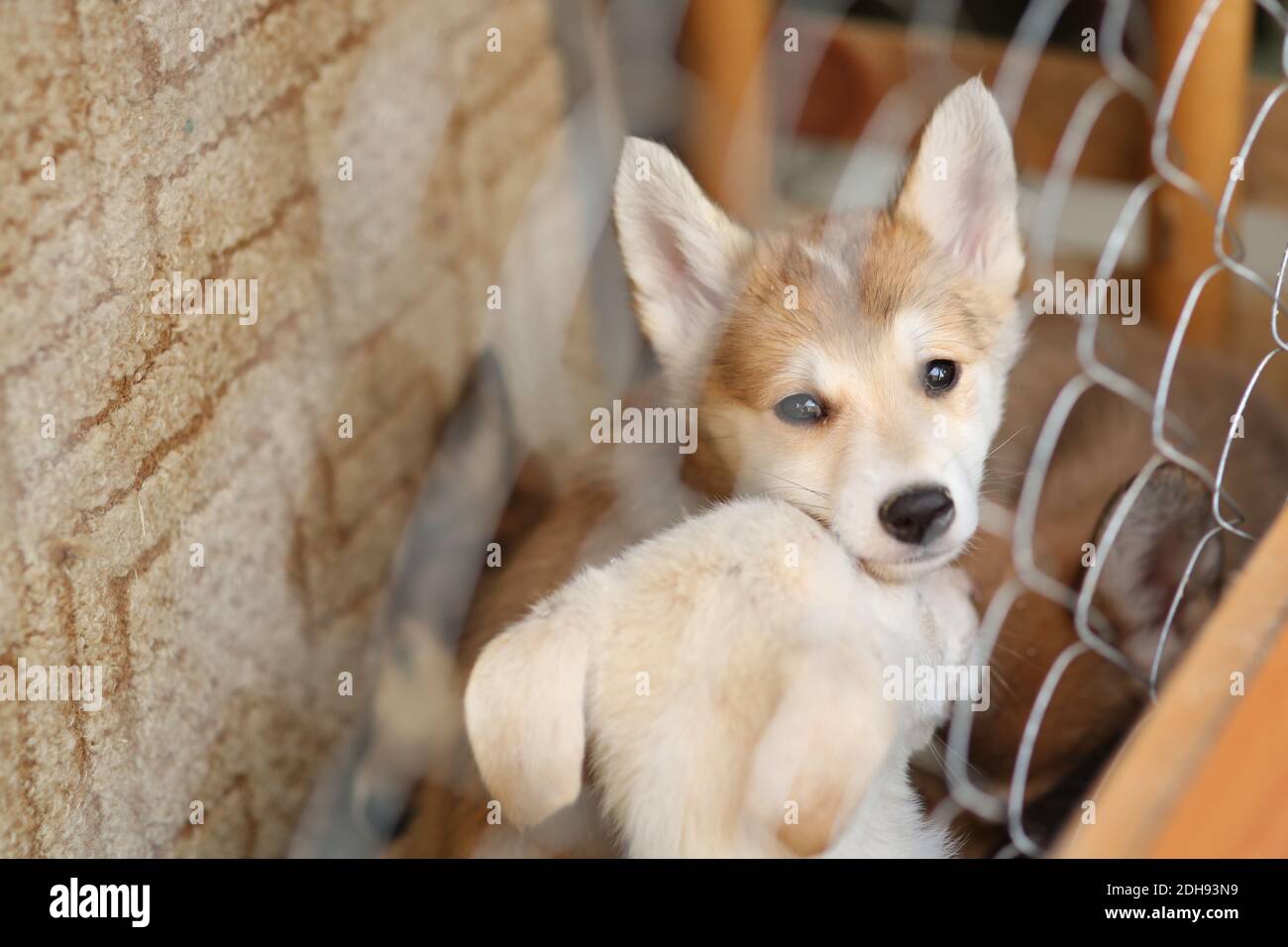 Sad homeless dog puppies are sitting in a cage in a shelter, they need ...