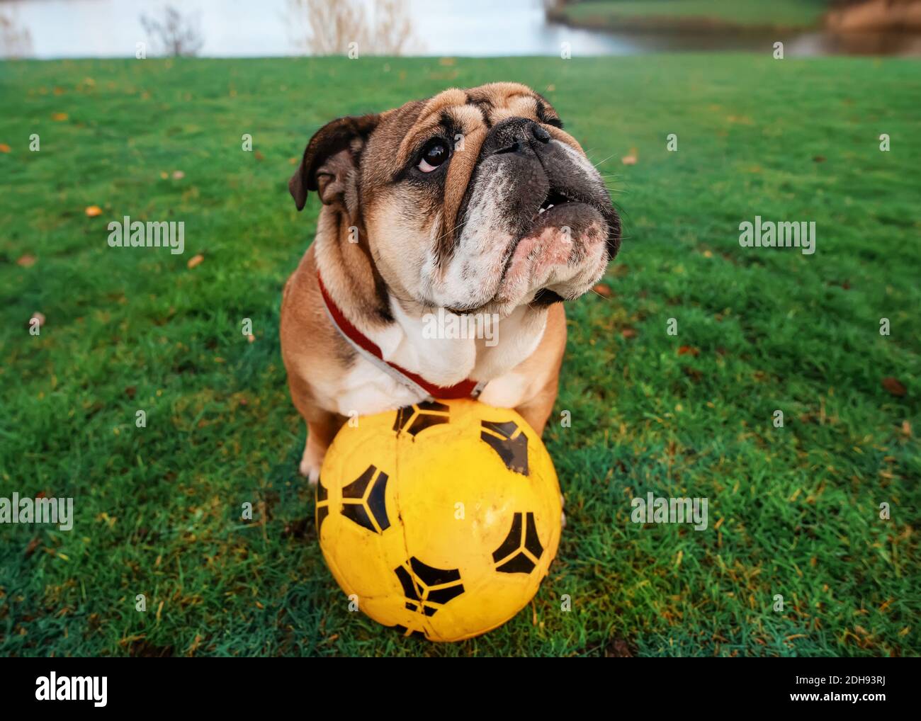 English Bulldog playing football on the green grass Stock Photo - Alamy