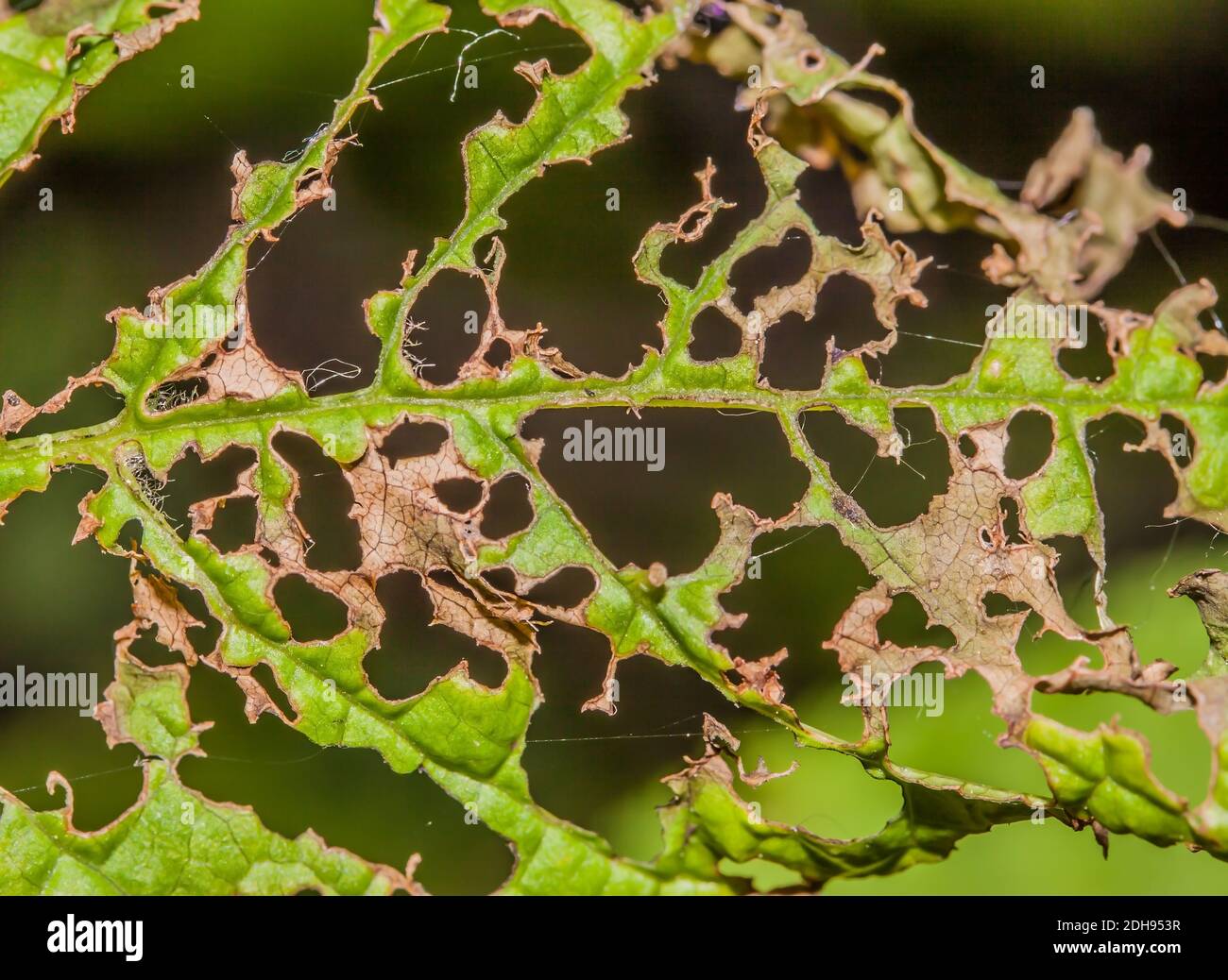 Leaf damage hi-res stock photography and images - Alamy