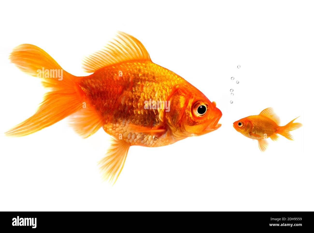 Two goldfish on white background Stock Photo - Alamy
