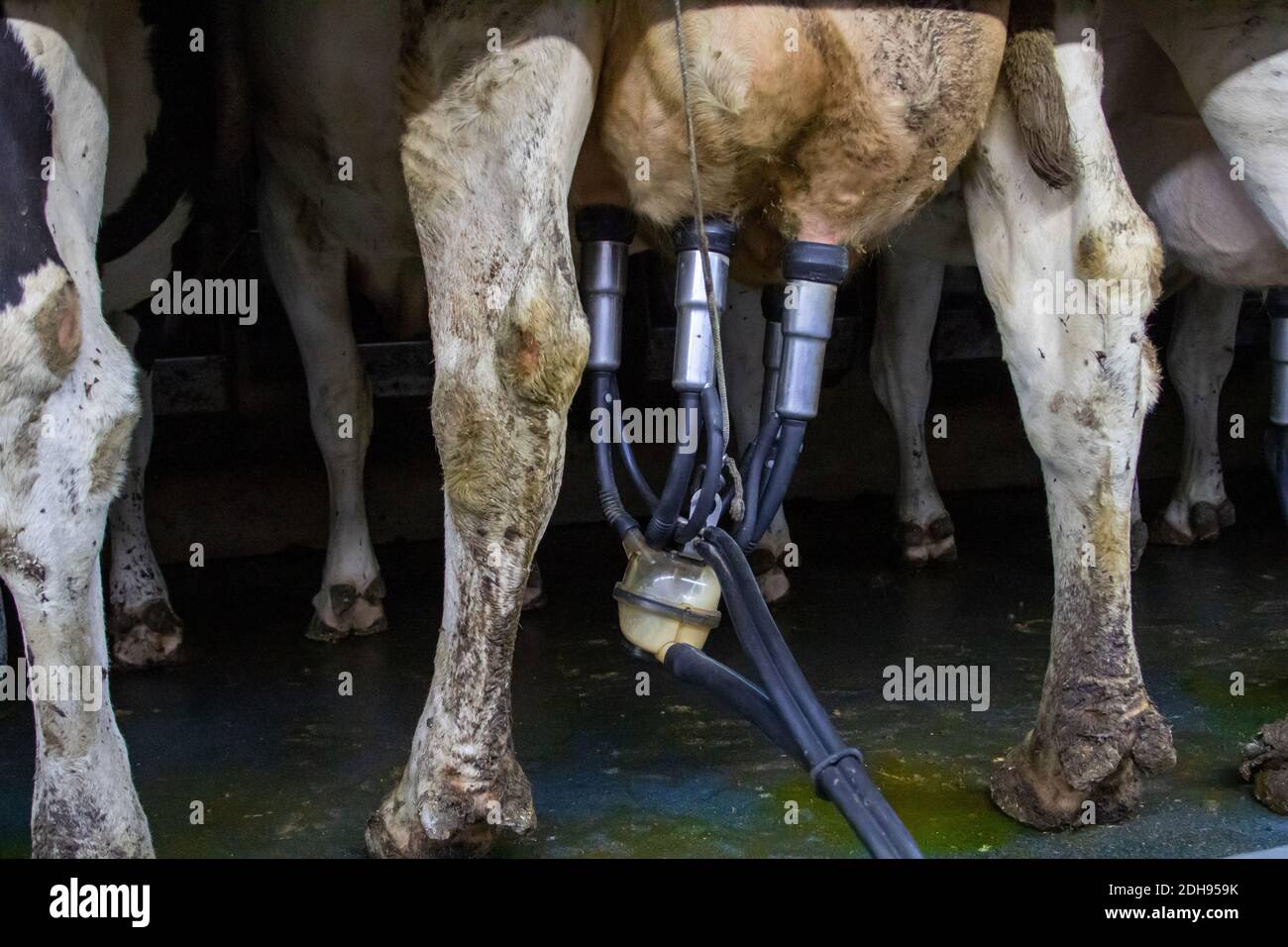 Tractor cows hi-res stock photography and images - Alamy