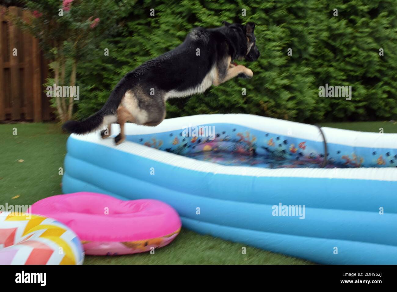 German Shepherd Dog jumping a pool during physical training Stock Photo ...