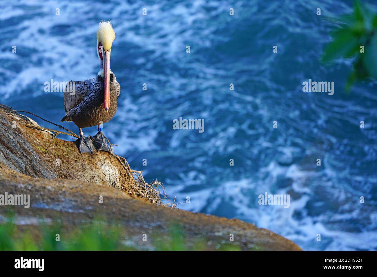View of wild brown California pelicans (Pelecanus occidentalis ...