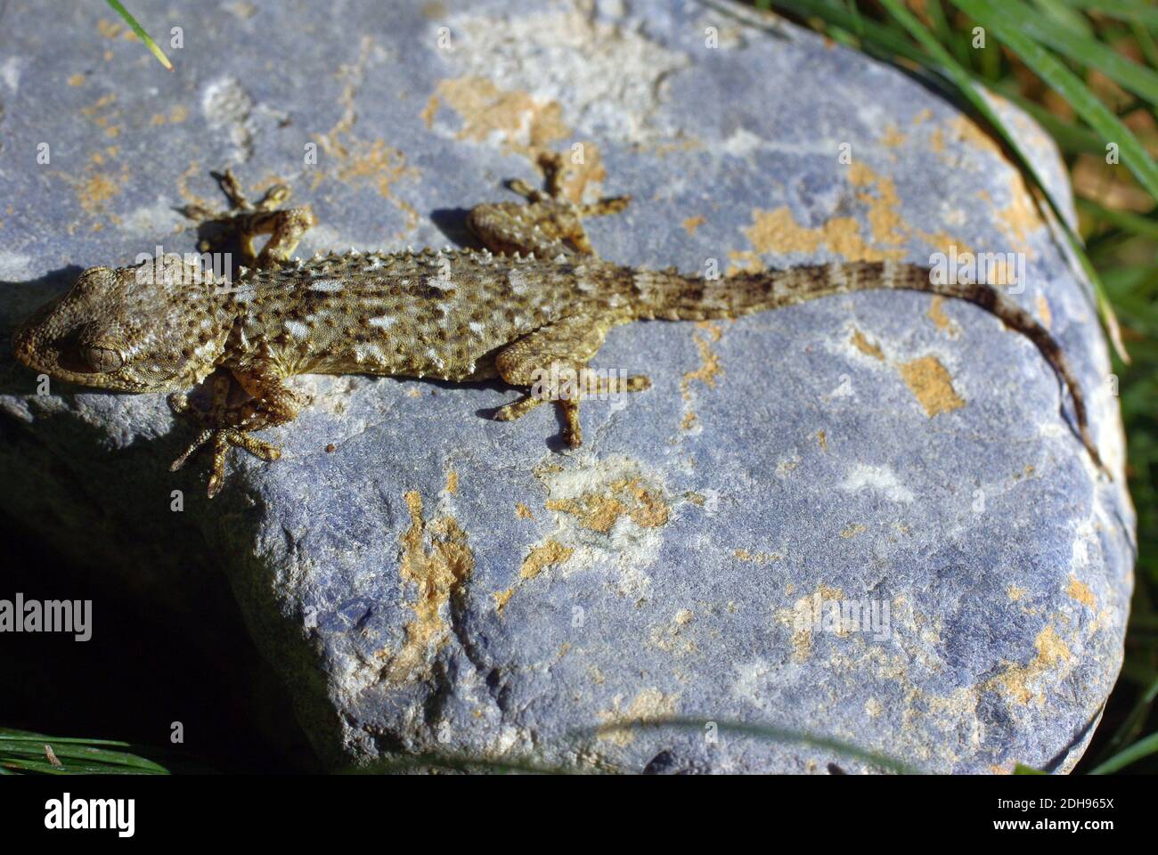 Tarentola mauritanica, known as the common wall gecko, is a species of ...