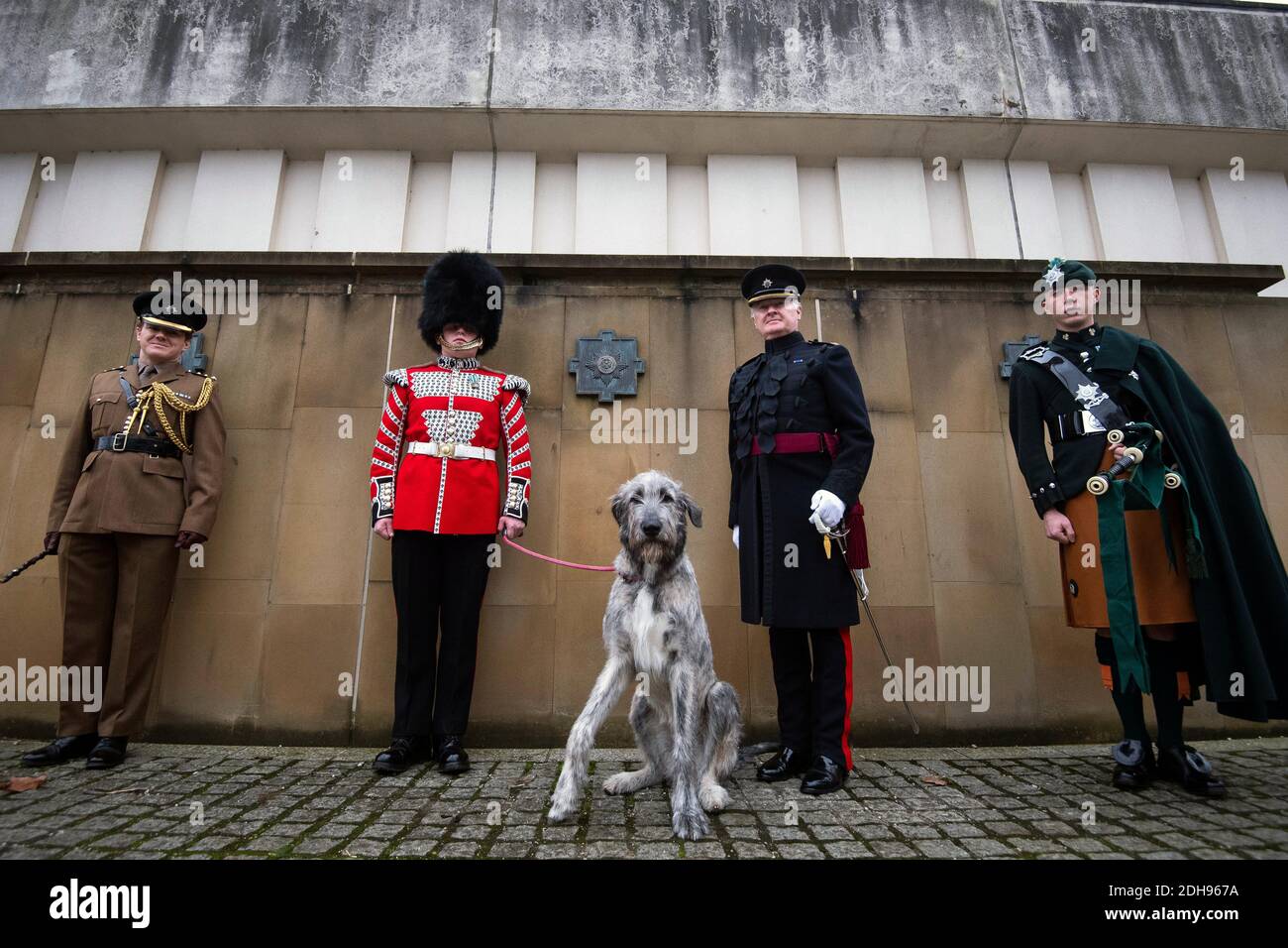 The Irish Guards' new canine regimental mascot, an Irish wolfhound ...