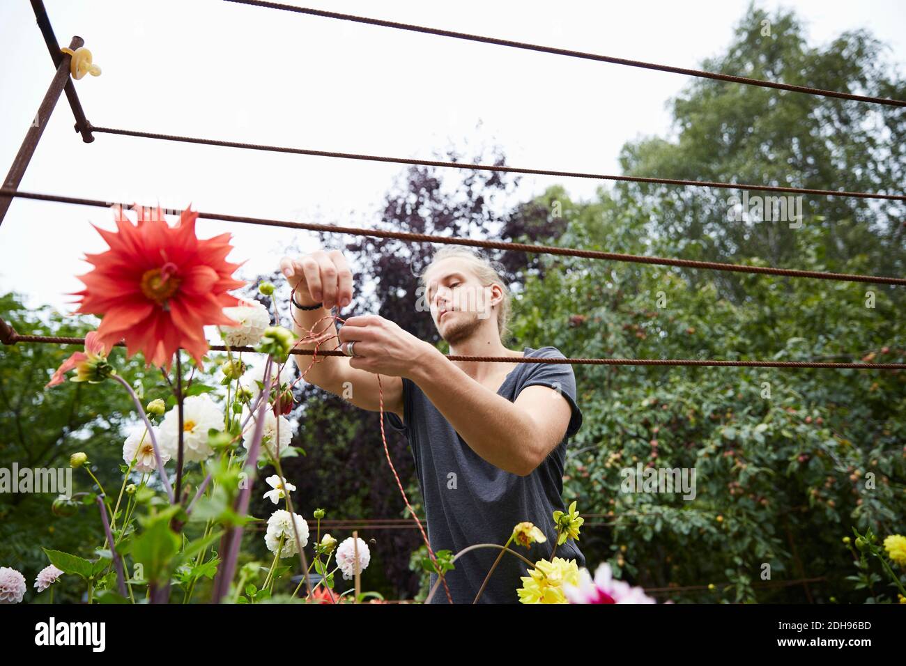 Tying flower hi-res stock photography and images - Alamy