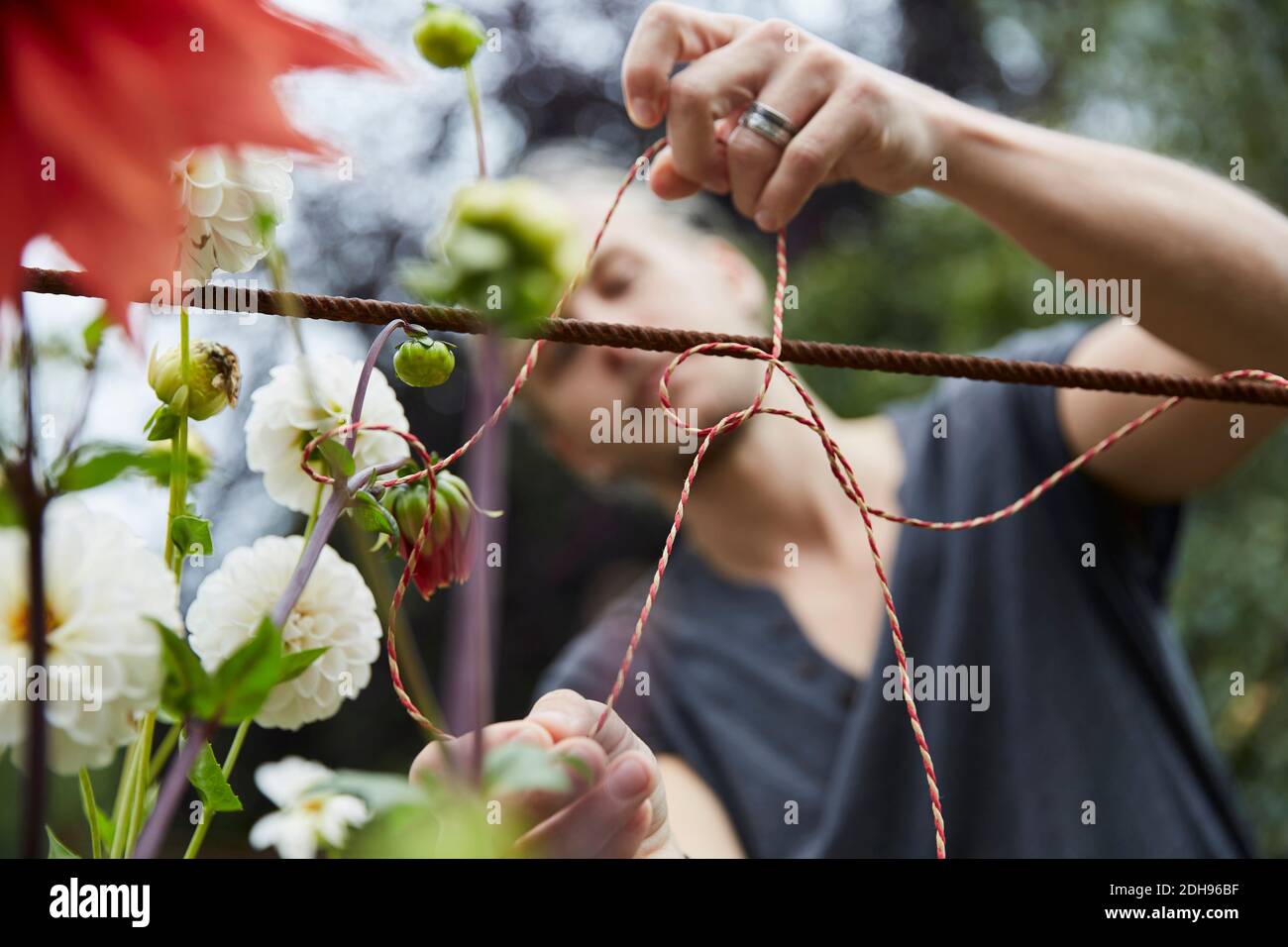 Tying back gardening hi-res stock photography and images - Alamy