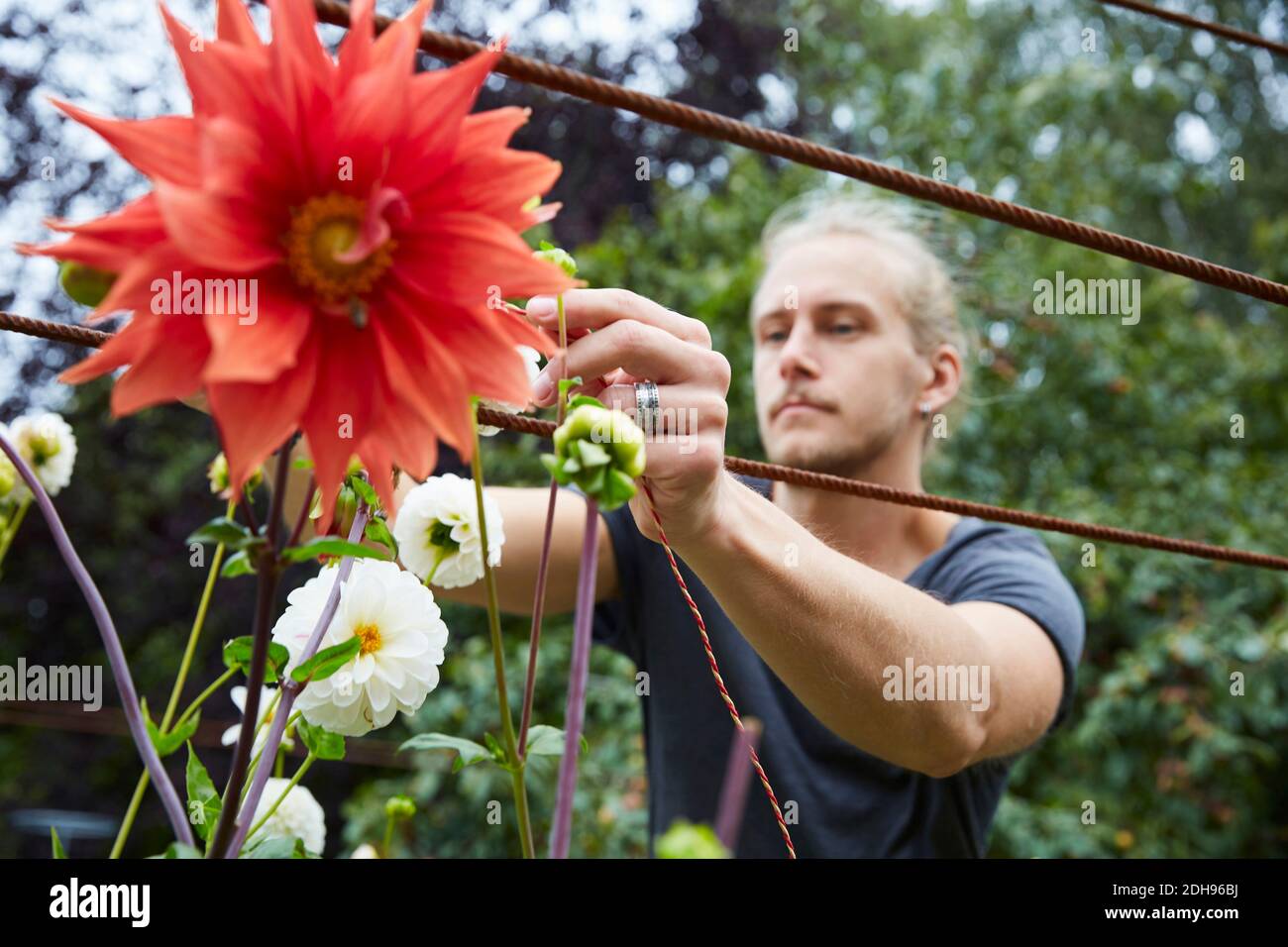 String of flowers hi-res stock photography and images - Alamy
