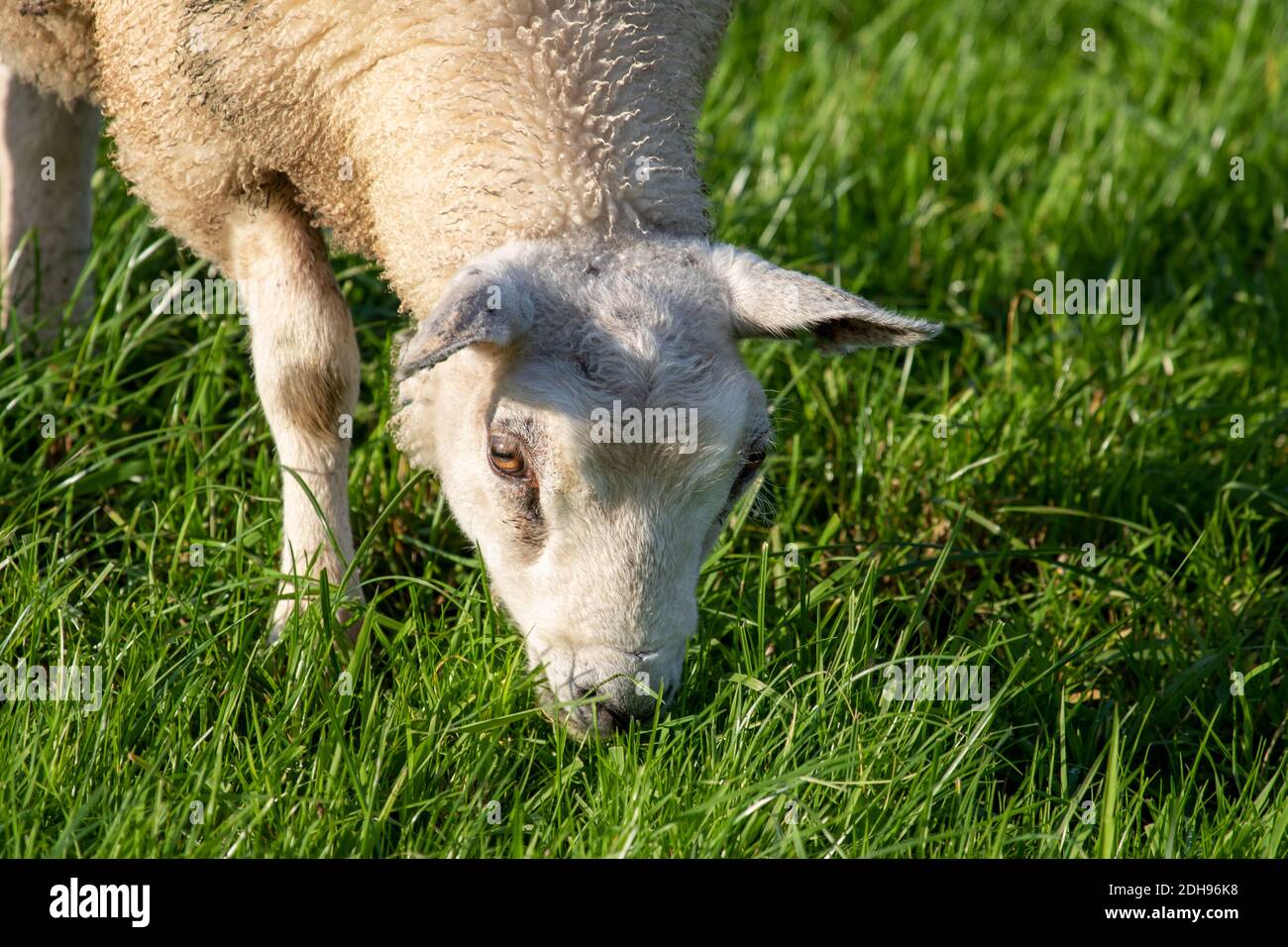 Plane mouth hi-res stock photography and images - Alamy