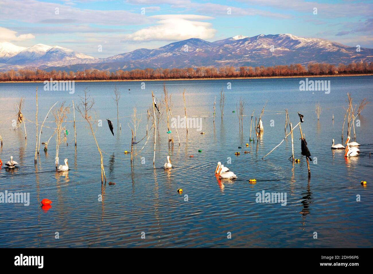 Pelicans on Kerkini, a lake reserve created in 1932, following the ...