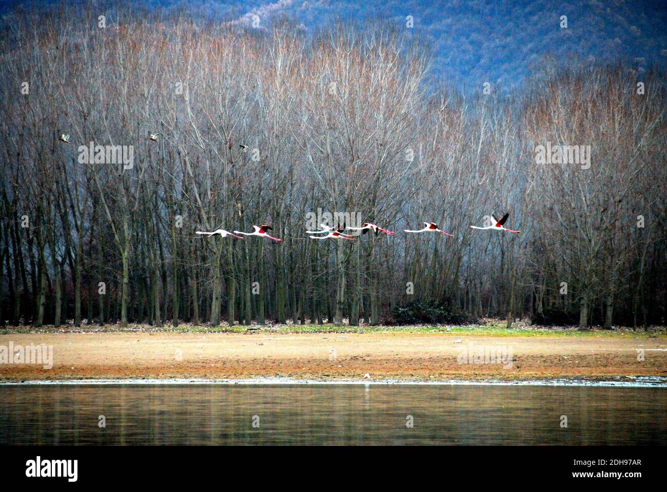 Flamingos flying over Kerkini, a lake reserve created in 1932 ...