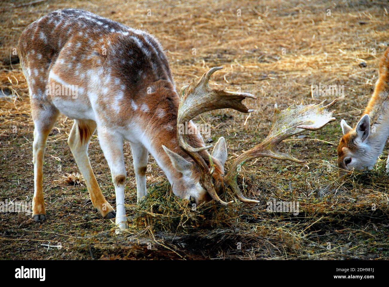 Deer farm around Kerkini lake, an artificial reservoir located in ...