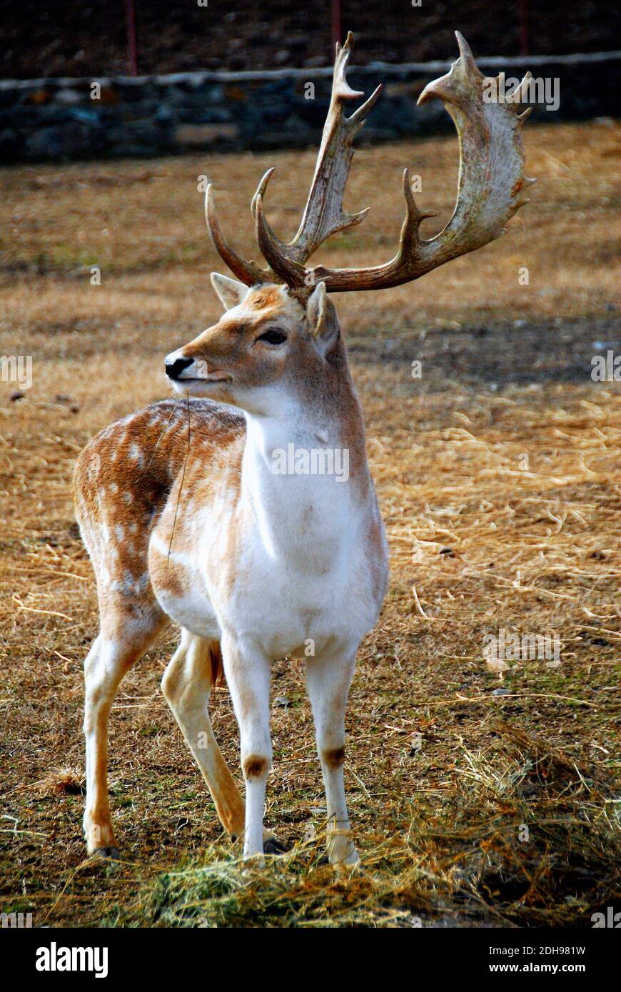 Deer farm around Kerkini lake, an artificial reservoir located in ...