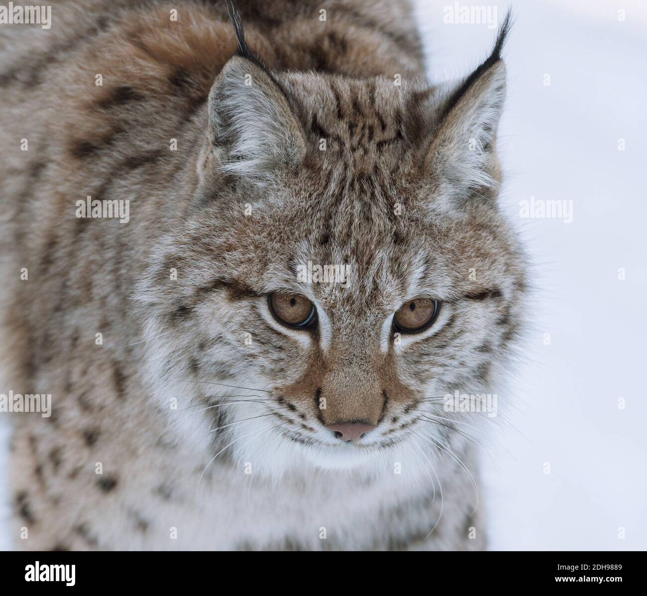 a beautiful European linx in winter, Norrbotten, Sweden Stock Photo - Alamy