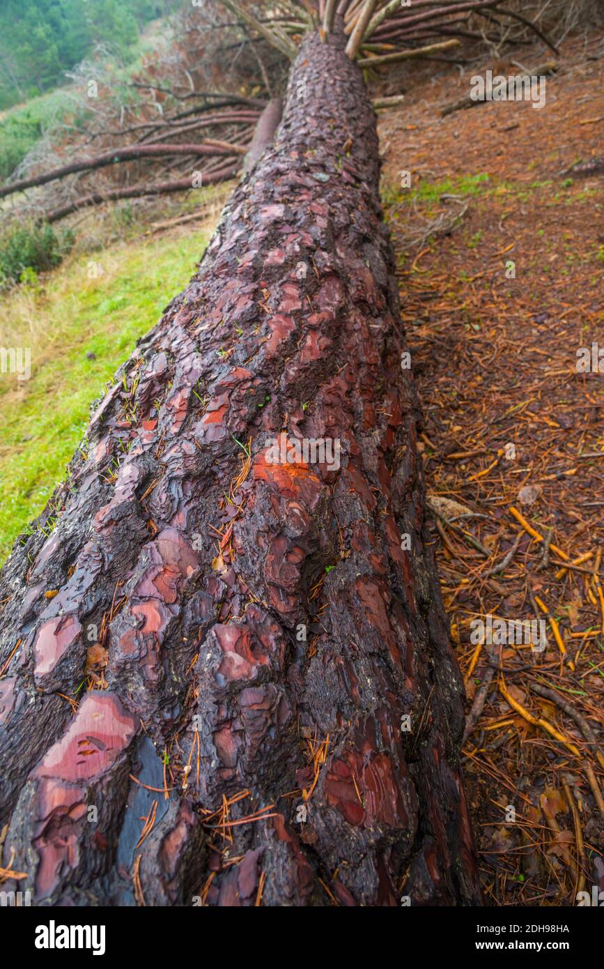 Trunk of fallen pine tree Stock Photo - Alamy