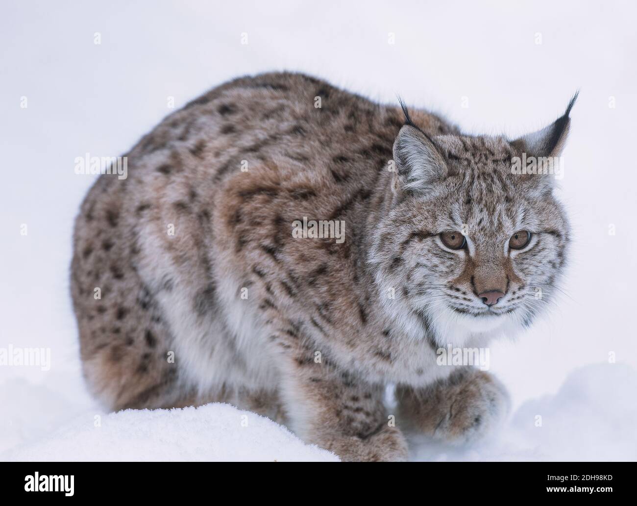 Sweden lynx hi-res stock photography and images - Alamy