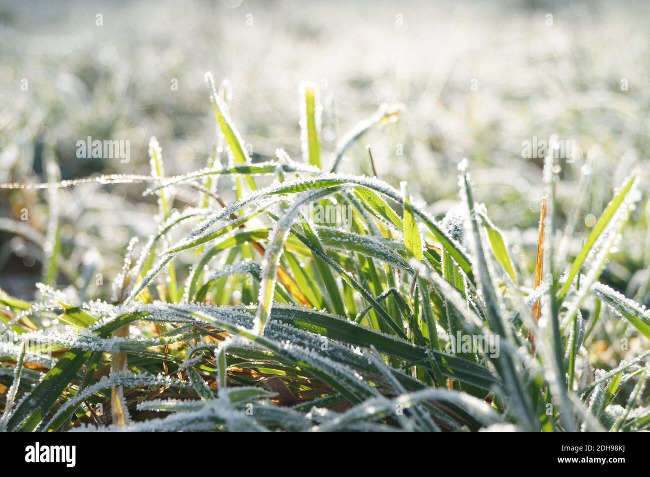 Ice dew hi-res stock photography and images - Alamy