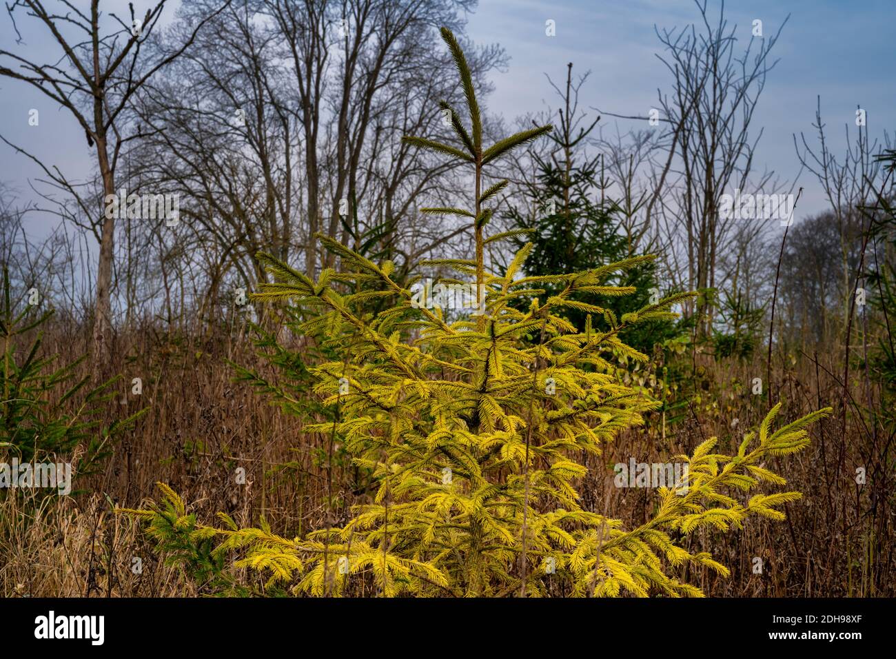 A pine tree in light green colors. Photo from Eslov, Scania county ...
