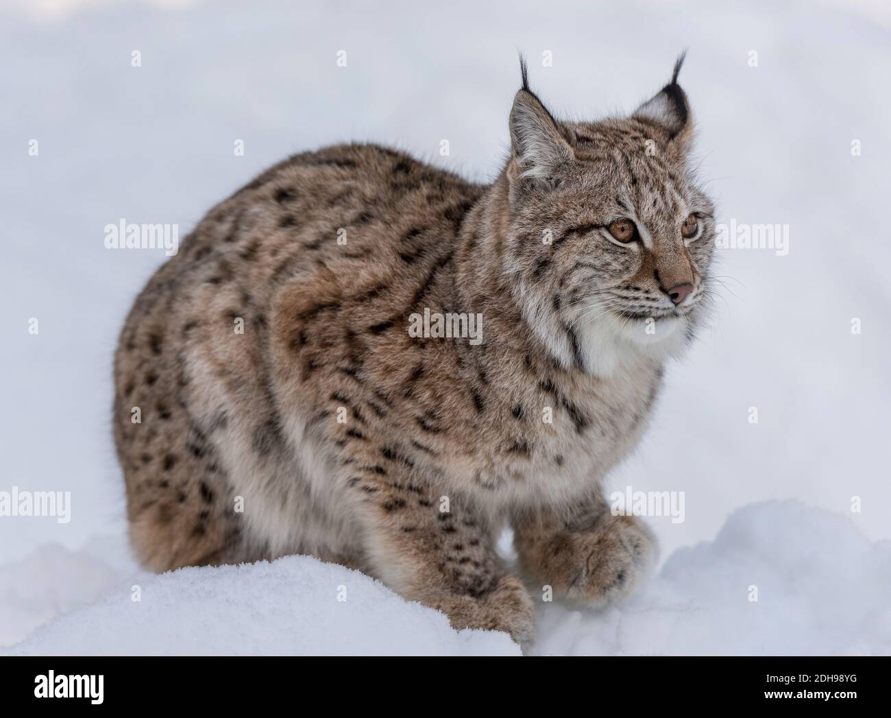 Lynx linx hi-res stock photography and images - Alamy