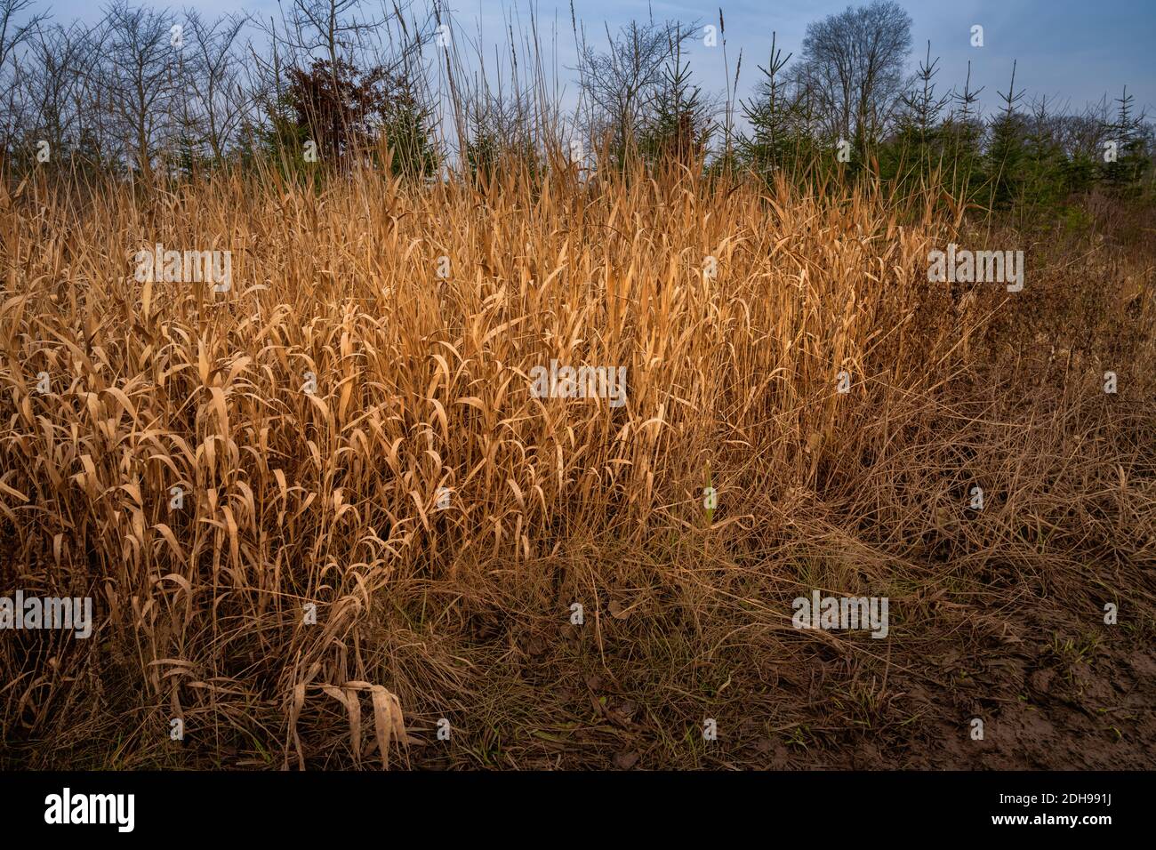 Beautiful tall grass in golden color. Photo from Eslov, Scania county ...