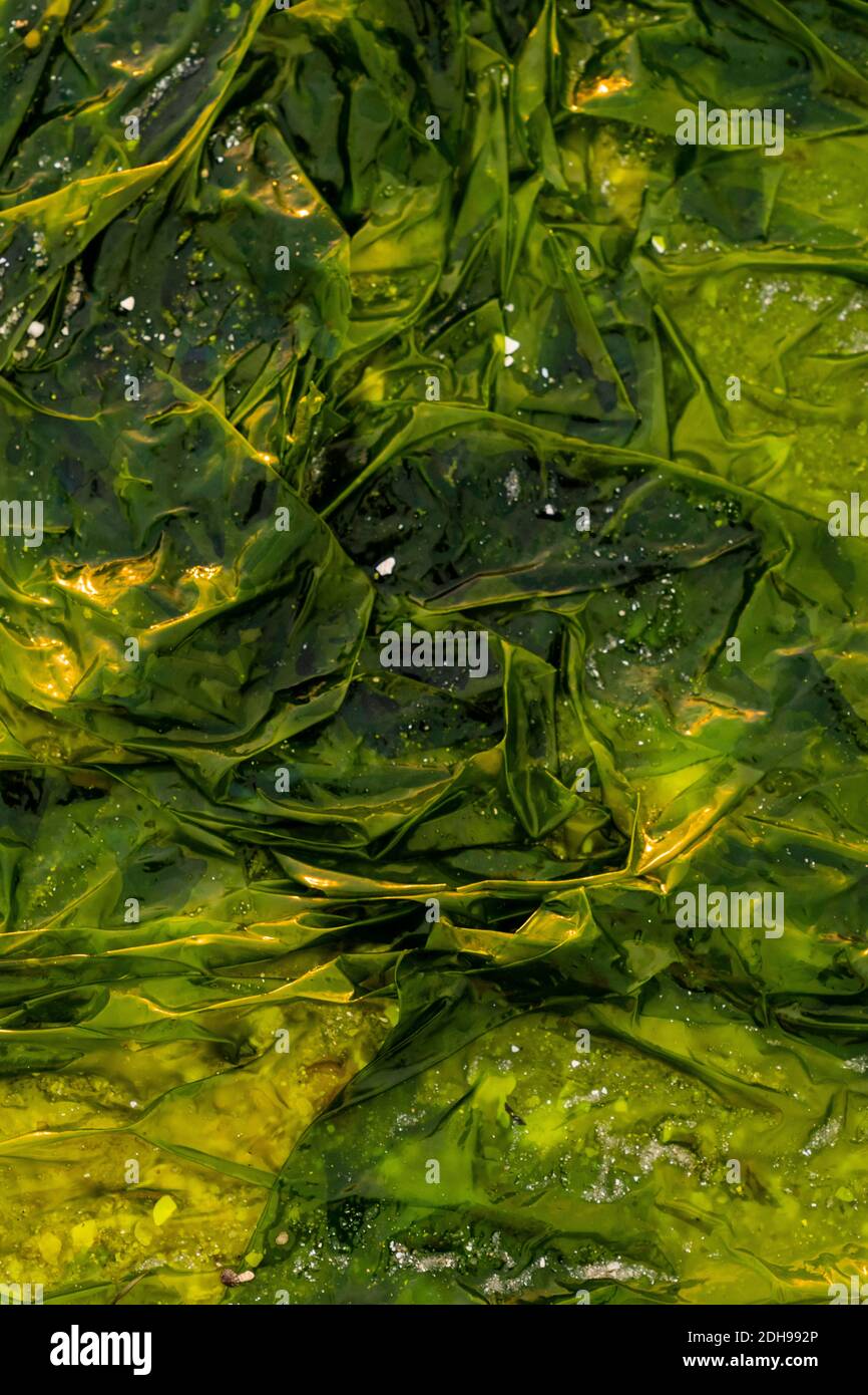 Green teture hi-res stock photography and images - Alamy
