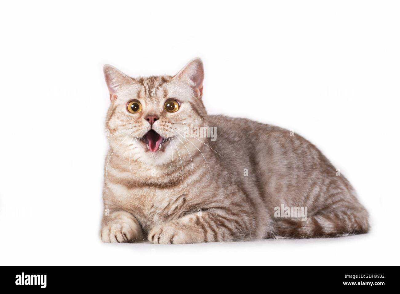 Horisontal photo of grey gray tabby striped fluffy cute adorable young ...