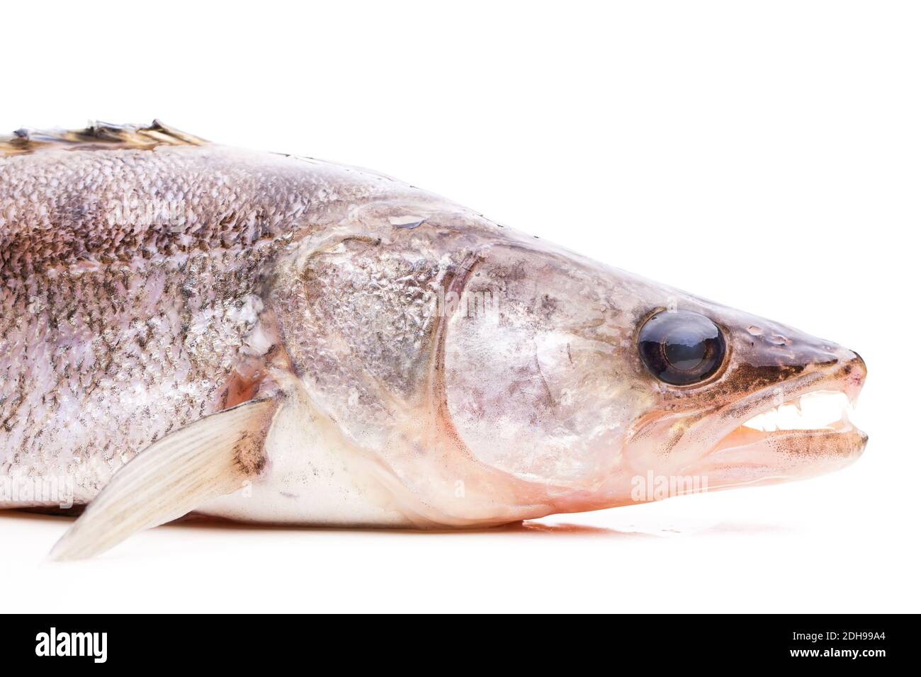 Raw walleye isolated from the side on white Stock Photo - Alamy