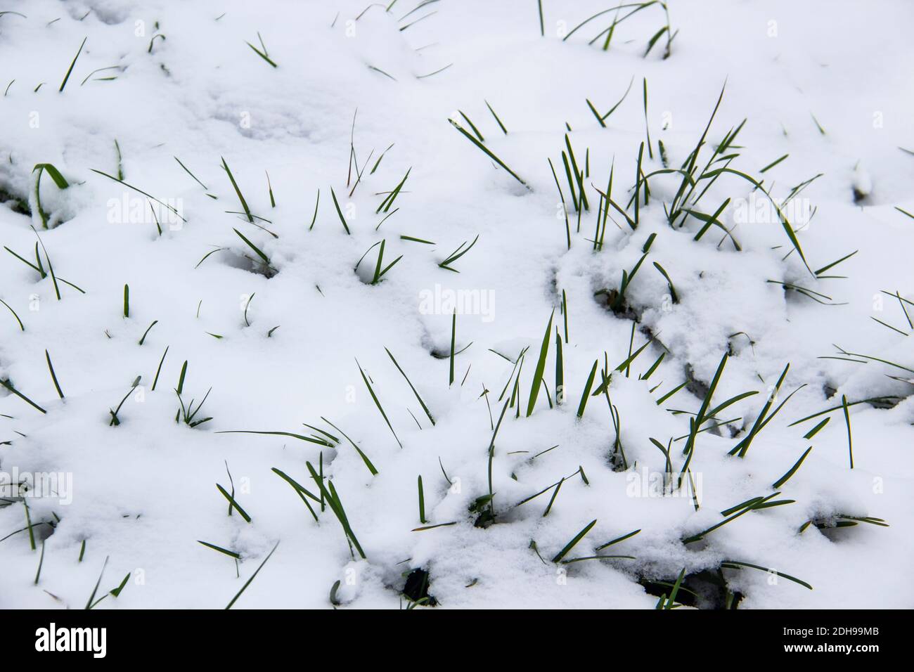 Green grasses under the snow. White snow and green grass against ...