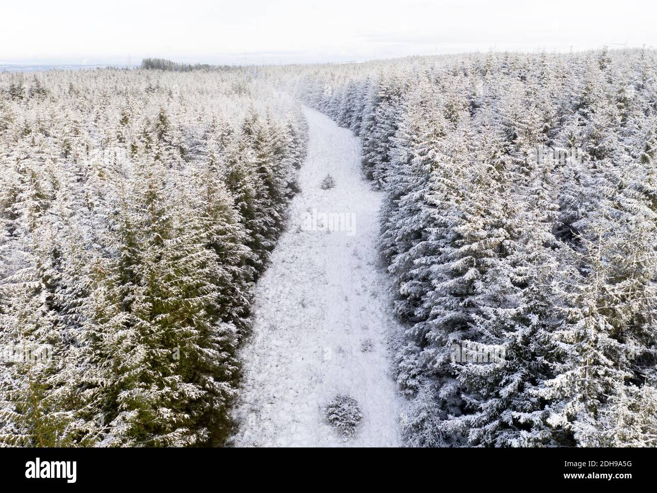 Fire break plantation hi-res stock photography and images - Alamy