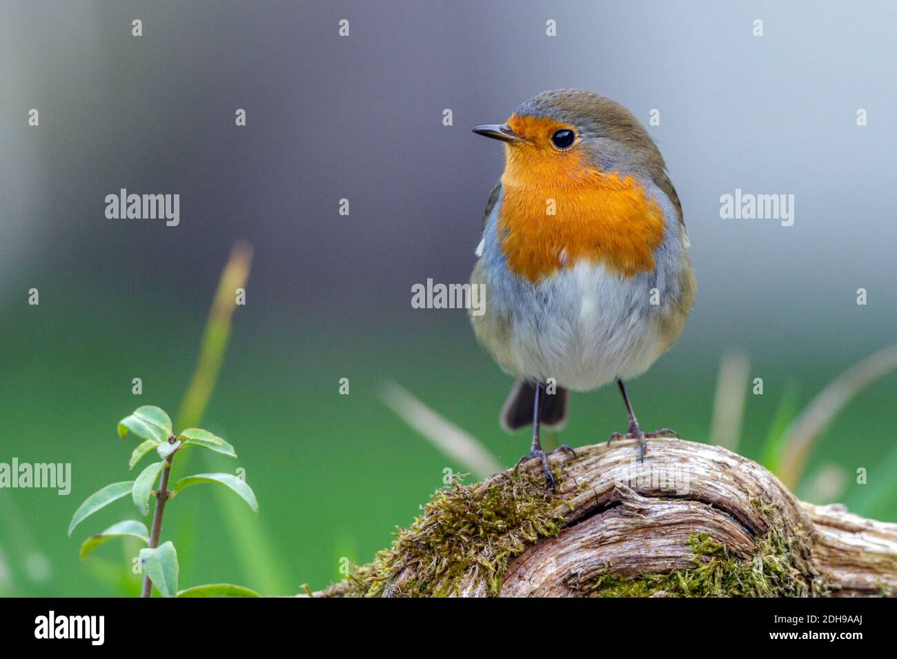Rotkehlchen (Erithacus rubecula Stock Photo - Alamy
