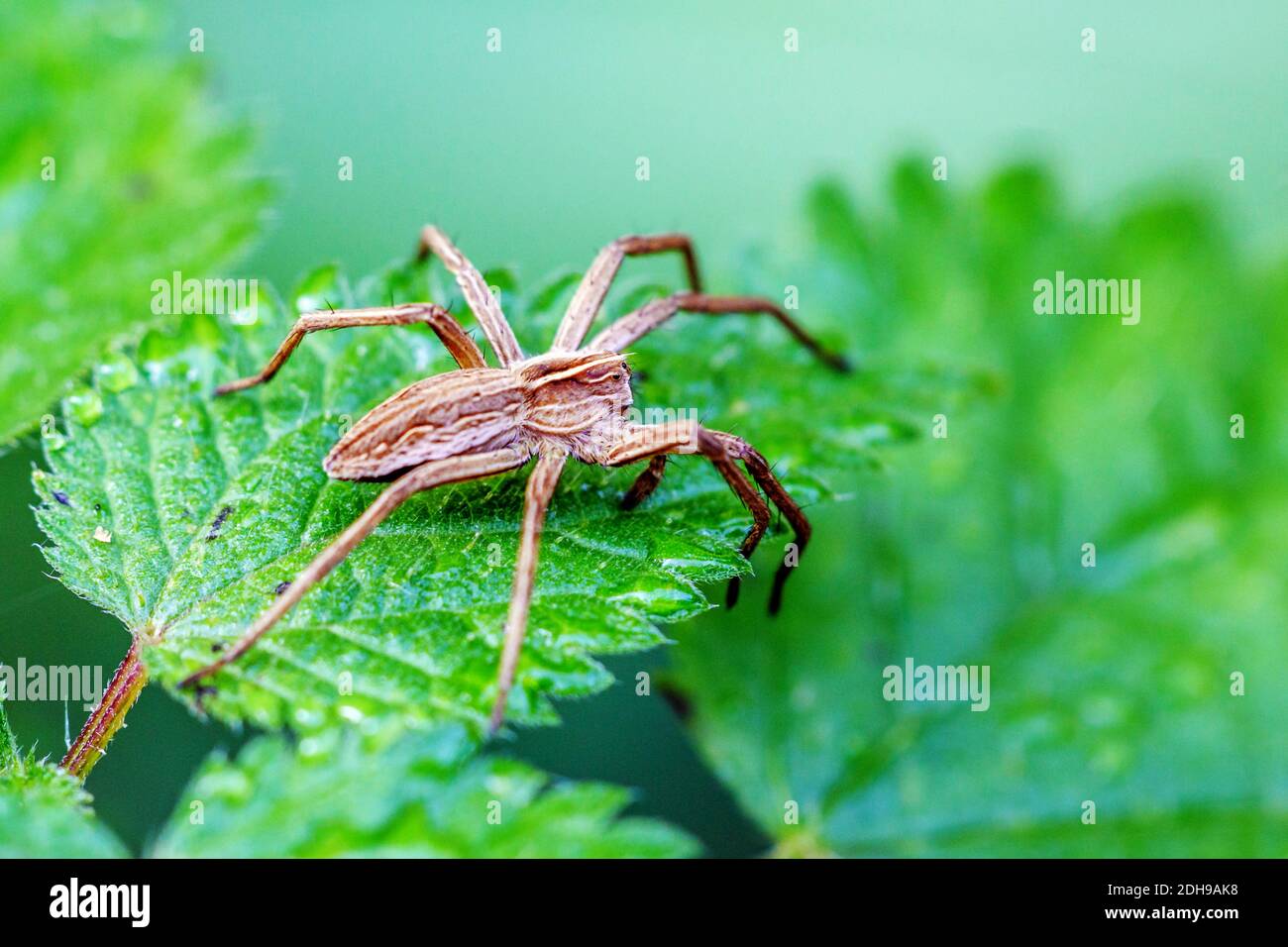 Listspinne hi-res stock photography and images - Alamy
