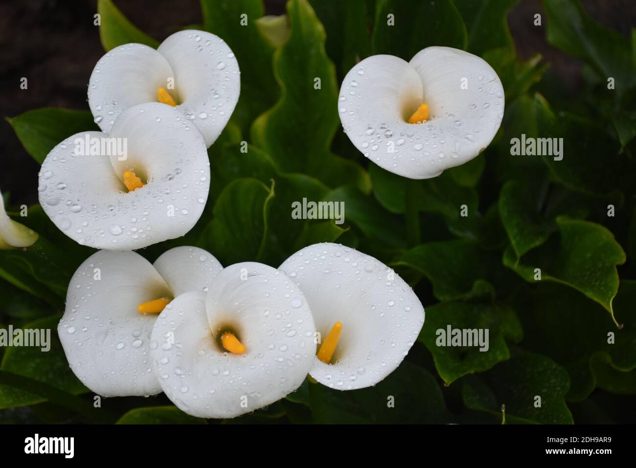Calla lily with water drops hi-res stock photography and images - Alamy