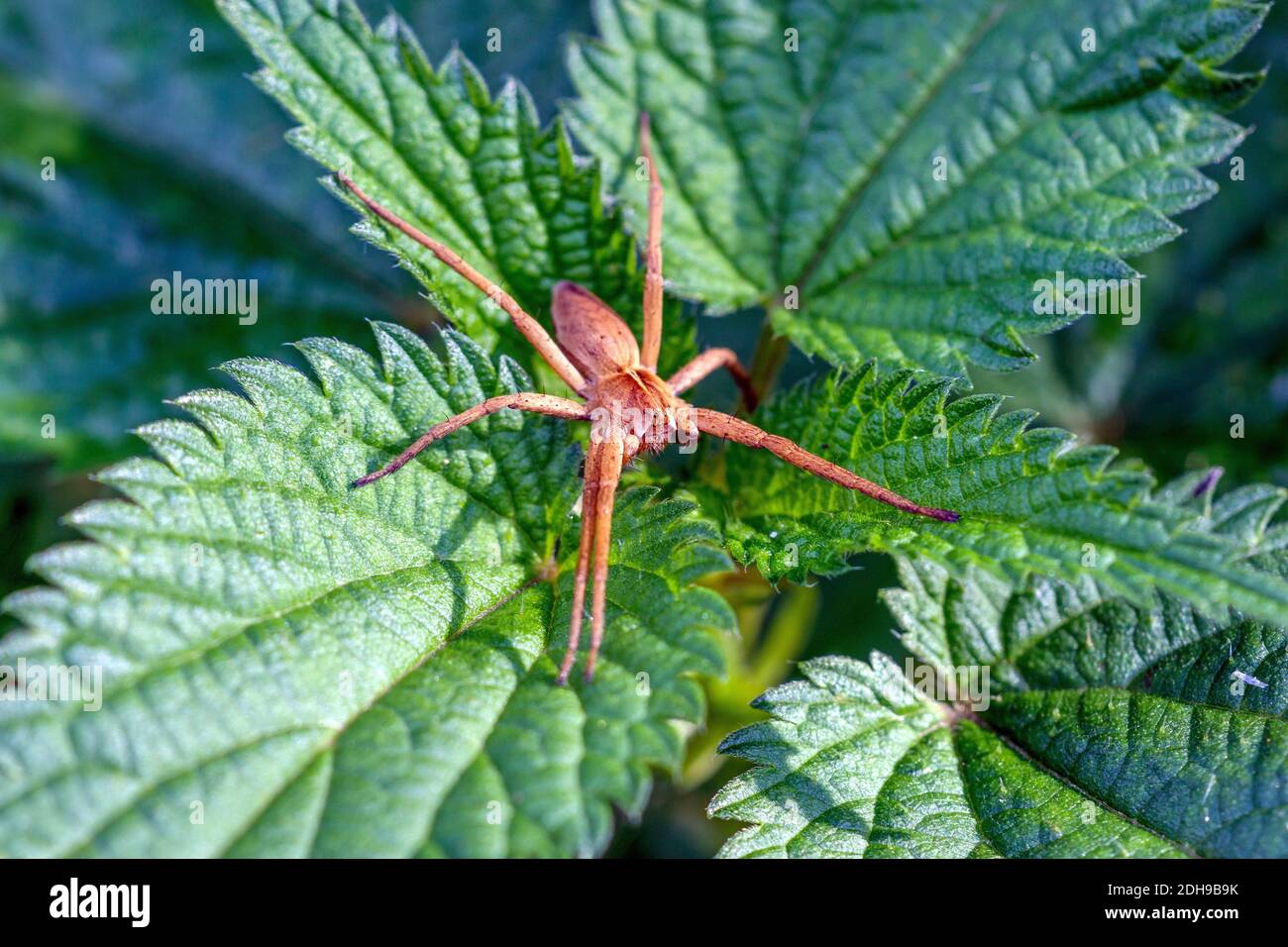 Listspinne (Pisaura mirabilis Stock Photo - Alamy