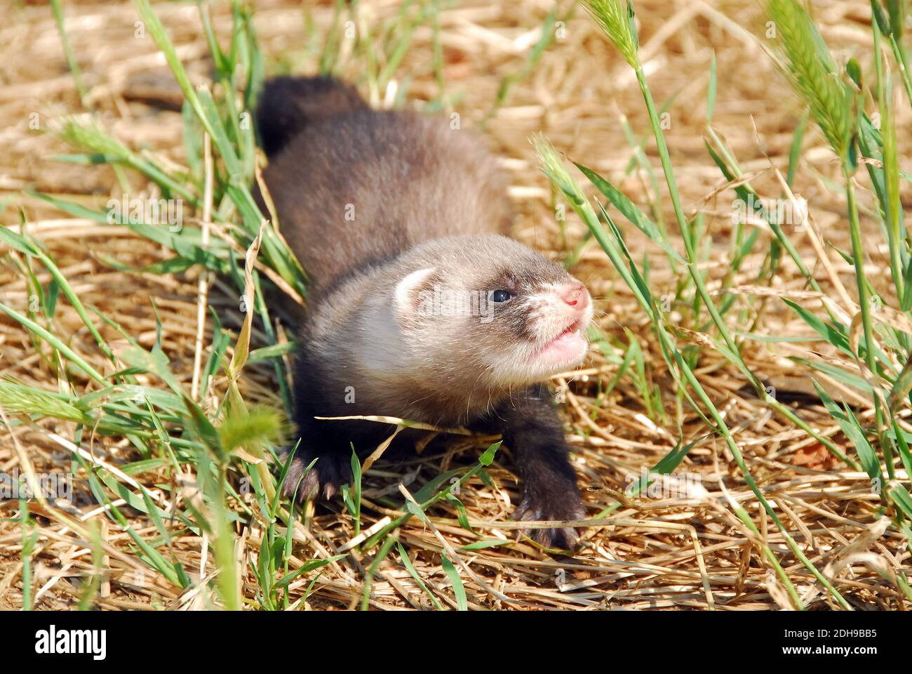 Iltis hi-res stock photography and images - Alamy