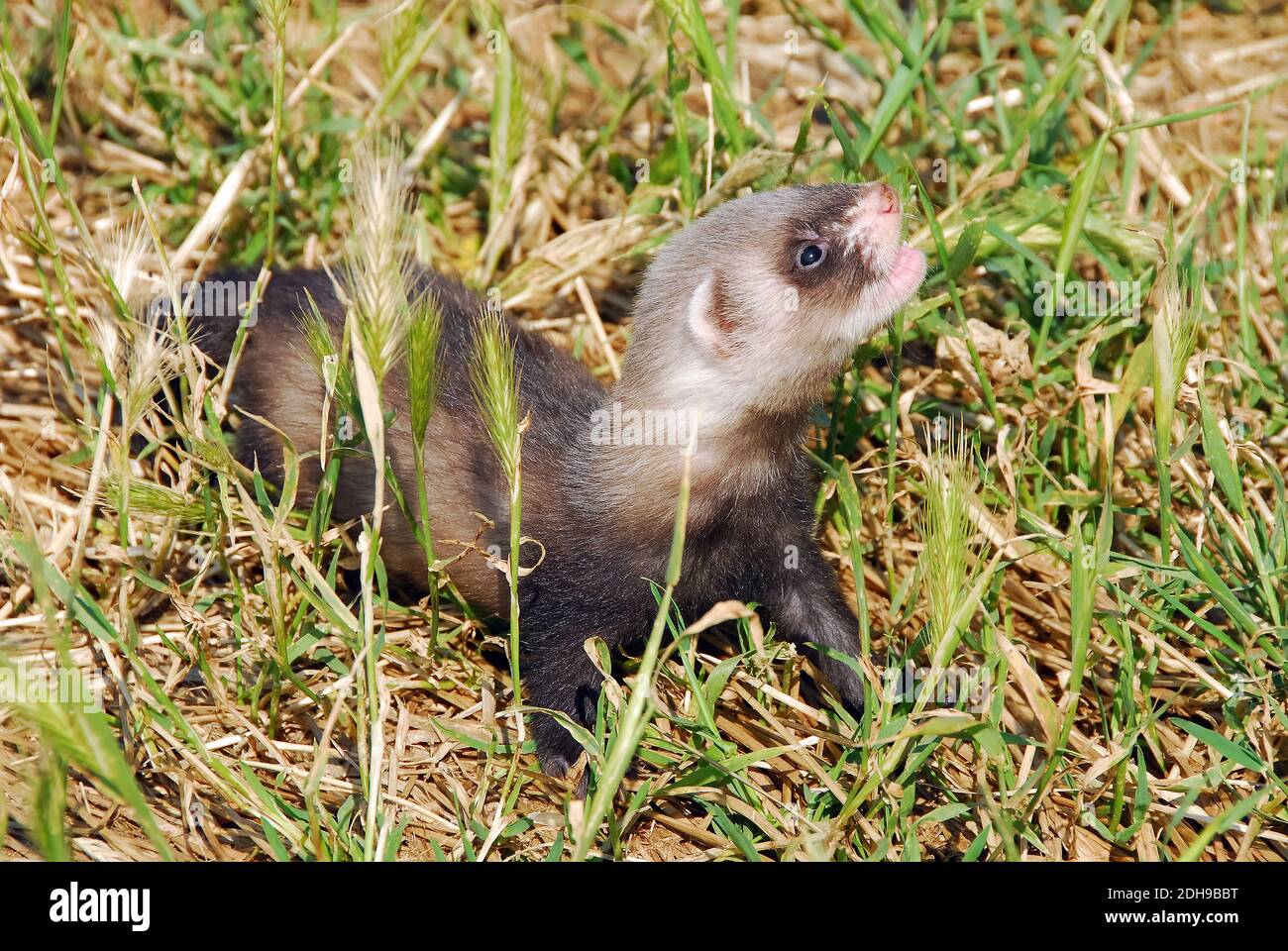 Iltis hi-res stock photography and images - Alamy