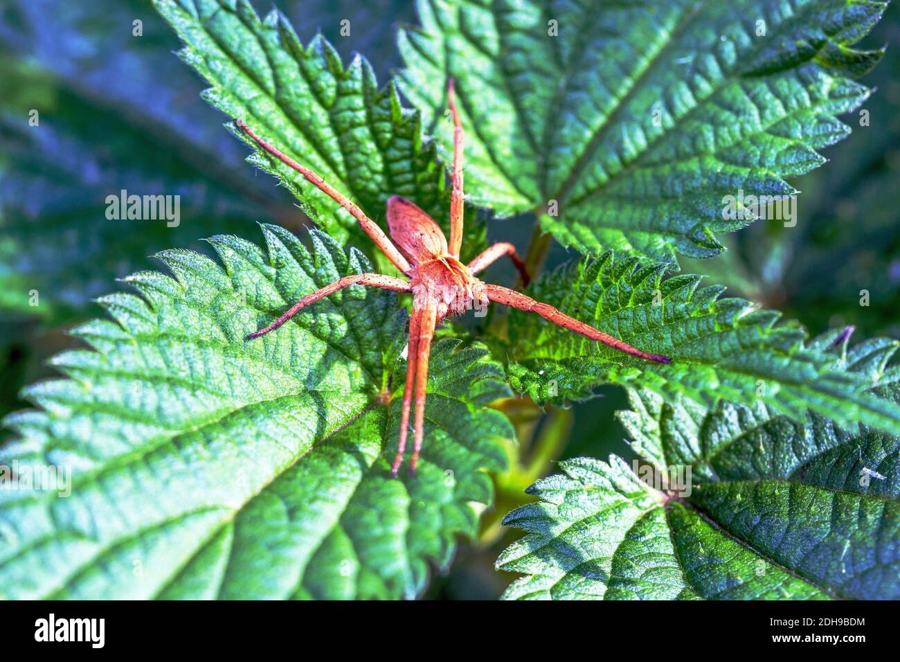 Raubspinne pisaura mirabilis hi-res stock photography and images - Alamy