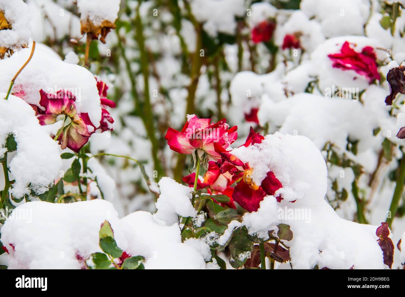 A Flower under snow. Red rose under snow against leaves and snow ...