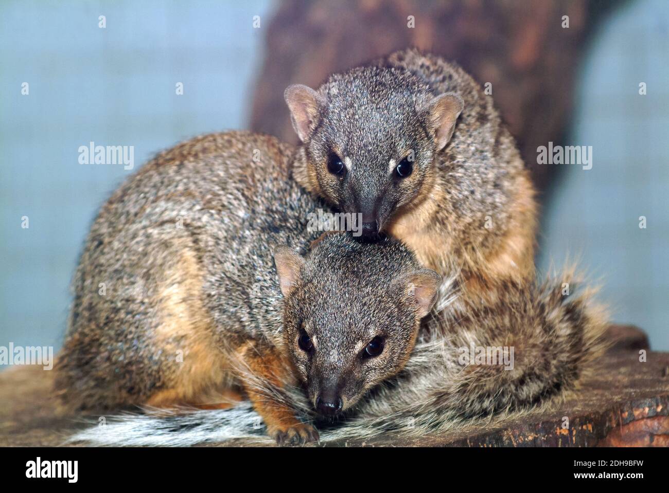 Narrow-striped mongoose, Schmalstreifenmungo, Mungotictis decemlineata ...