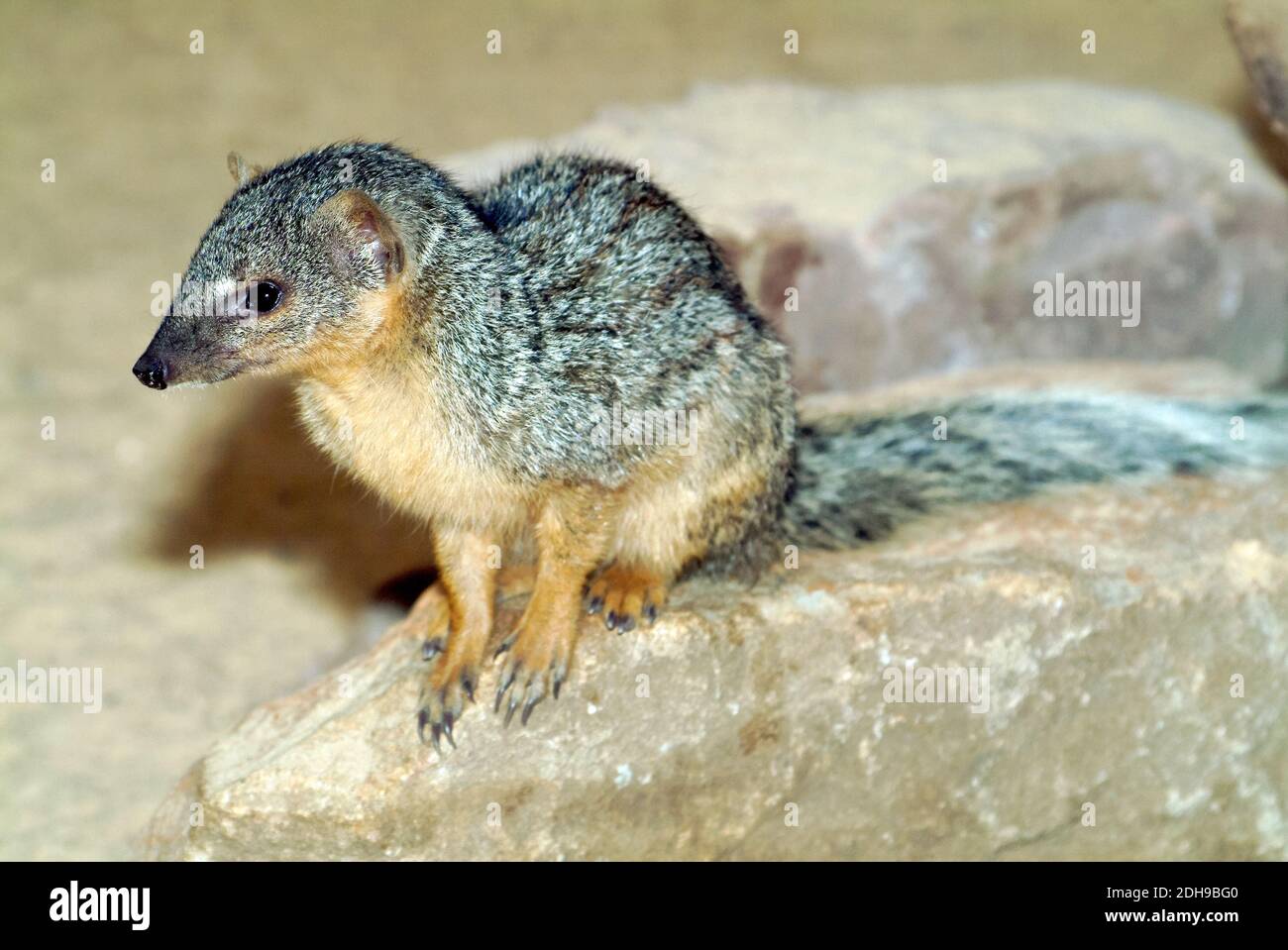 Narrow-striped mongoose, Schmalstreifenmungo, Mungotictis decemlineata ...