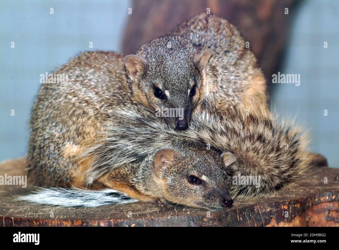 Narrow-striped mongoose, Schmalstreifenmungo, Mungotictis decemlineata ...
