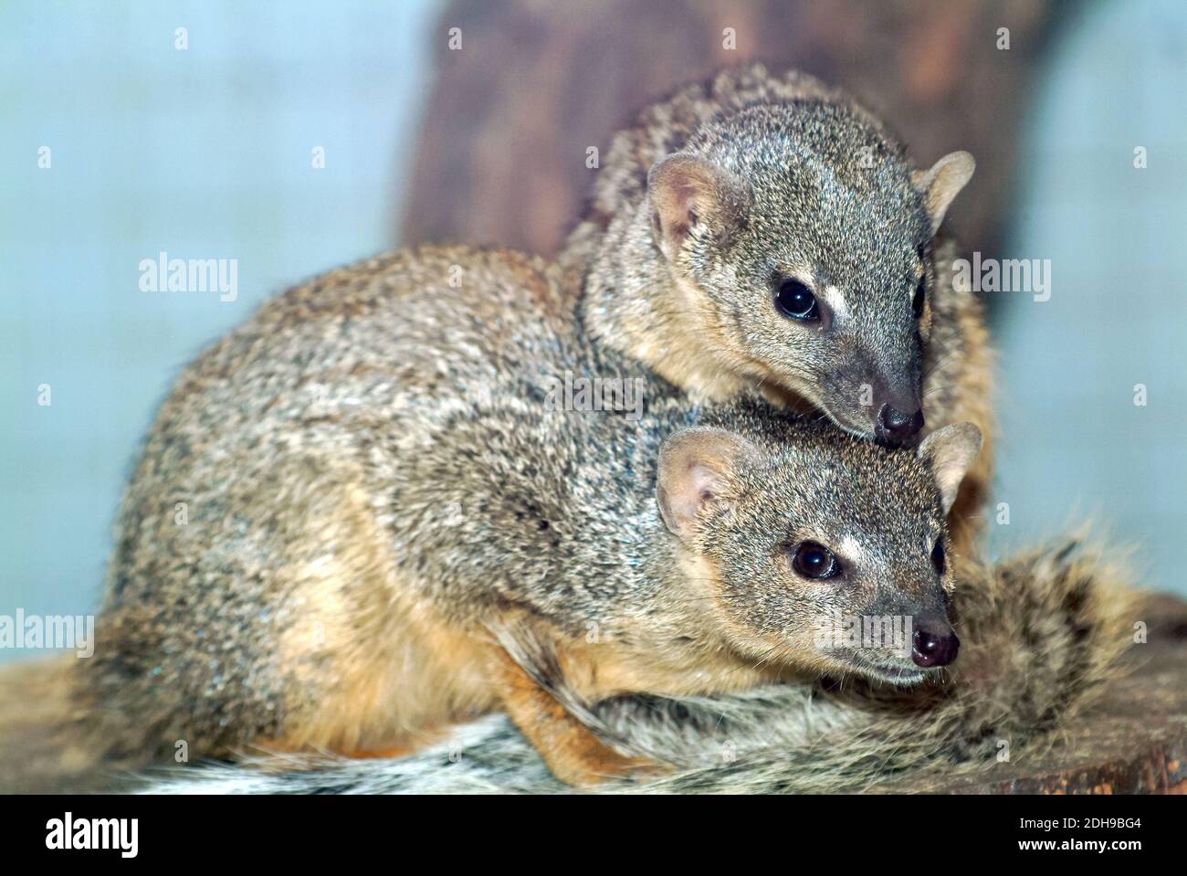 Narrow-striped mongoose, Schmalstreifenmungo, Mungotictis decemlineata ...