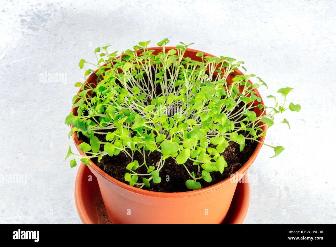 Organic micro greens grown in a kitchen Stock Photo - Alamy