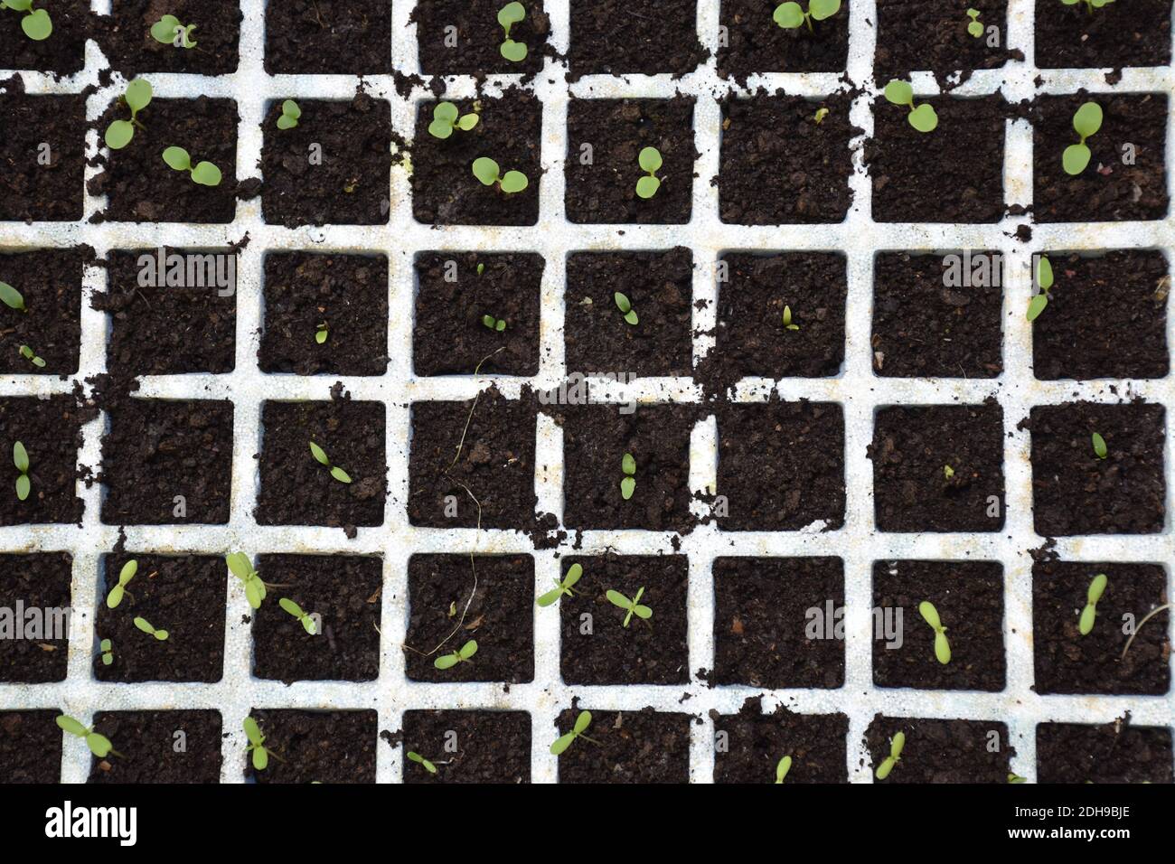 Seedbed with compost and small flower buds (chrysanthemum, gerbera and ...
